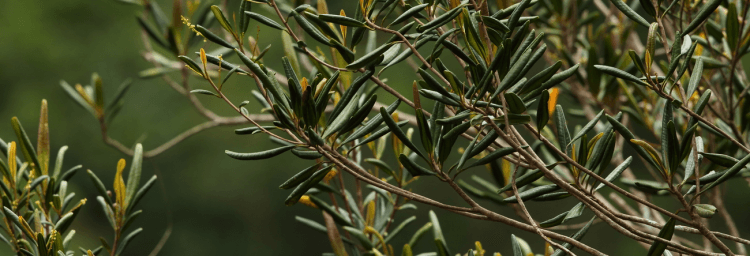 Plant Quiz | Test Knowledge on Trees and Plants of Sri Lanka | Dilmah