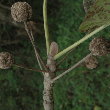 Kolon | Haldu Tree | Haldina cordifolia | Trees in Sri Lanka