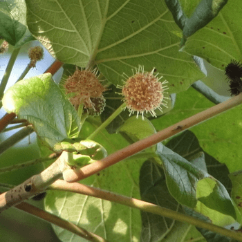 Kolon | Haldu Tree | Haldina cordifolia | Trees in Sri Lanka