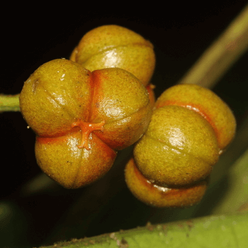 Beru | Agrostistachys coriacea | Endemic Trees in Sri Lanka