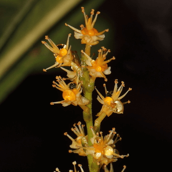 Beru | Agrostistachys coriacea | Endemic Trees in Sri Lanka