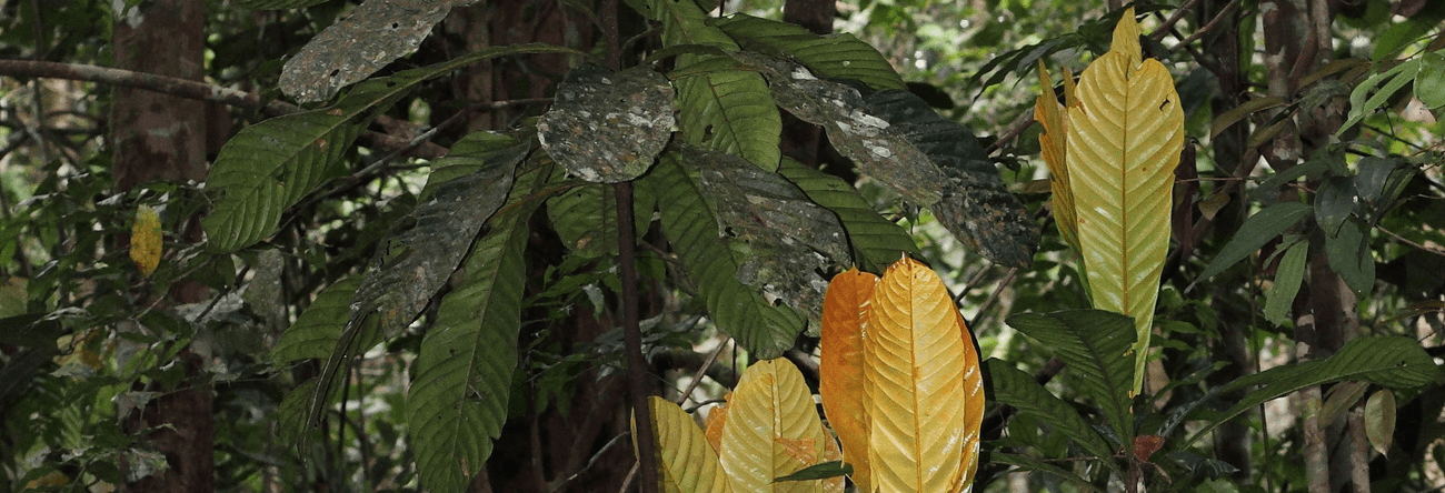 Beru | Agrostistachys coriacea | Endemic Trees in Sri Lanka