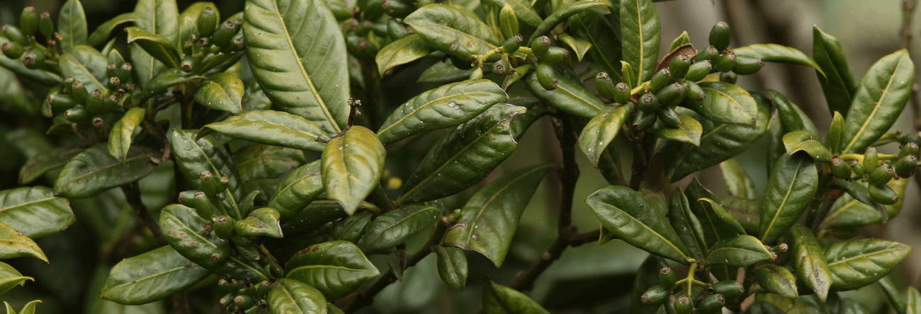 Kalu Wal Gonika | Psychotria nigra | Endemic Trees in Sri Lanka