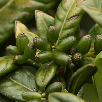 Kalu Wal Gonika | Psychotria nigra | Endemic Trees in Sri Lanka