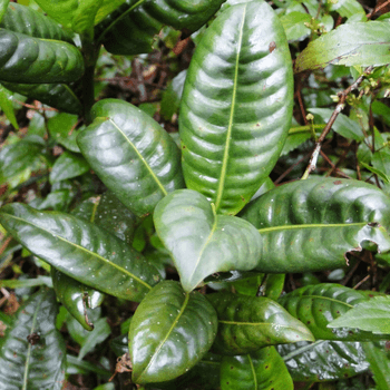 Kalu Wal Gonika | Psychotria nigra | Endemic Trees in Sri Lanka