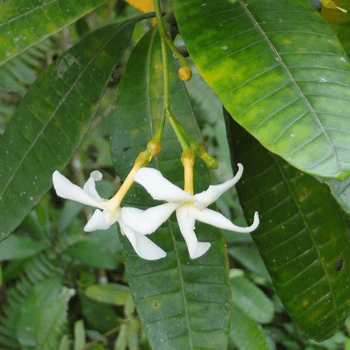 Divi Kaduru | Forbidden Fruit Tree | Pagiantha dichotoma | Trees in Sri ...