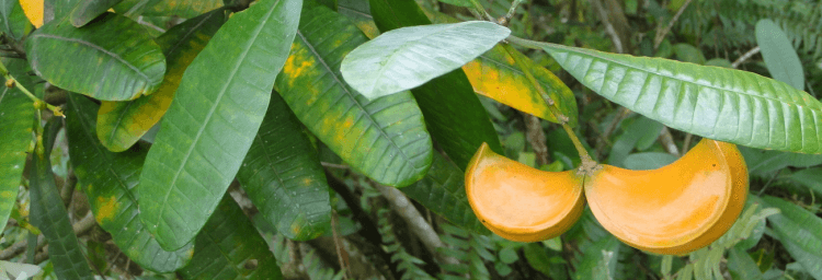 Plant Quiz | Test Knowledge on Trees and Plants of Sri Lanka | Dilmah