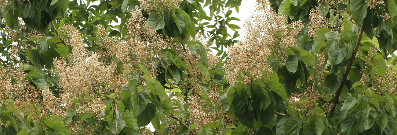 Halmilla | Trincomalee wood | Berrya cordifolia | Trees in Sri Lanka
