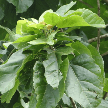 Halmilla | Trincomalee wood | Berrya cordifolia | Trees in Sri Lanka