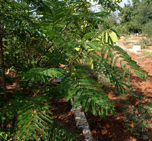 Pattangi | Sappan Wood Tree | Caesalpinia sappan | Trees in Sri Lanka