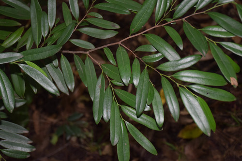 Habara Kunumella | Bastard Ebony Tree | Diospyros ovalifolia | Trees in ...