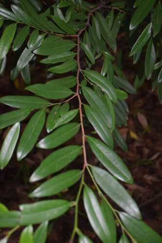 Habara Kunumella | Bastard Ebony Tree | Diospyros ovalifolia | Trees in ...