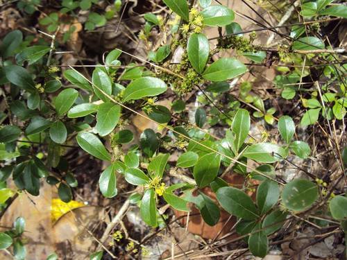 Uguressa | Governors Plum | Flacourtia indica | Trees in Sri Lanka