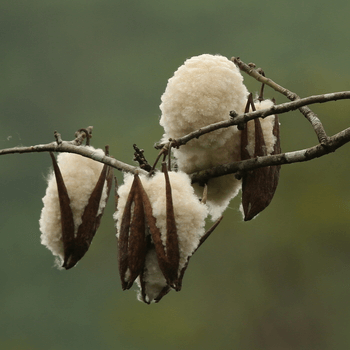 Pulun Imbul | Silk Cotton Tree | Ceiba pentandra | Trees in Sri Lanka