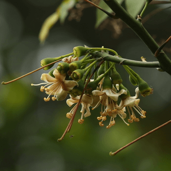 Pulun Imbul | Silk Cotton Tree | Ceiba pentandra | Trees in Sri Lanka