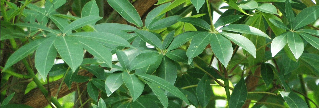 Pulun Imbul | Silk Cotton Tree | Ceiba pentandra | Trees in Sri Lanka