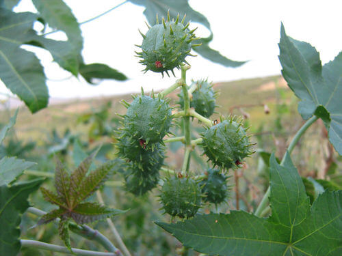 Beheth Endaru | Castor Bean Tree | Ricinus communis | Trees in Sri Lanka