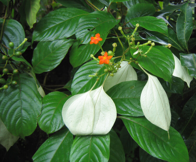 Plant Quiz | Test Knowledge on Trees and Plants of Sri Lanka | Dilmah