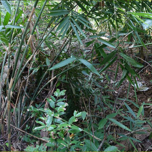 Bata | Bamboo Tree | Ochlandra stridulathw | Trees in Sri Lanka