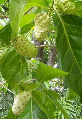 Ahu | Indian Mulberry Tree | Morinda citrifolia | Trees in Sri Lanka