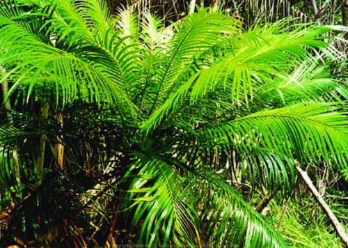 Madu | Cycad Tree | Cycas nathorstii | Trees in Sri Lanka
