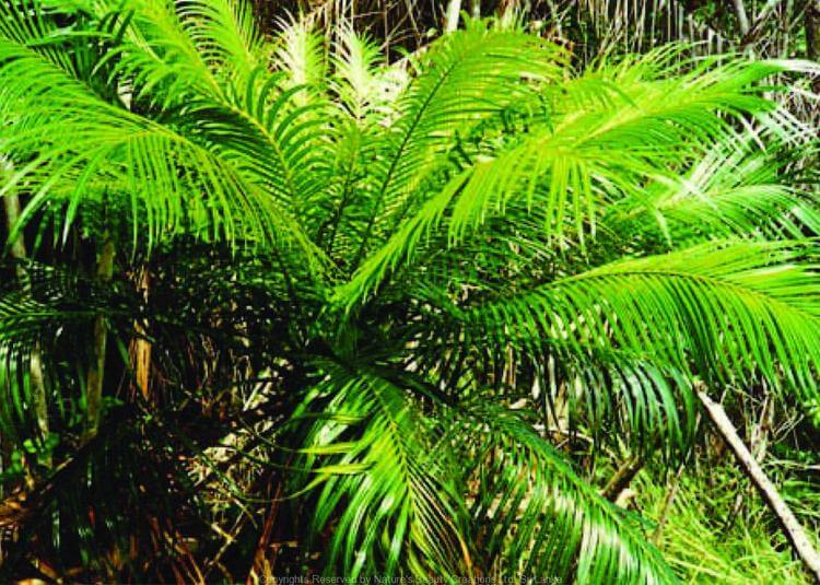 Plant Quiz | Test Knowledge on Trees and Plants of Sri Lanka | Dilmah