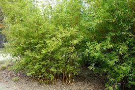 China Una | Chinese Bamboo Tree | Bambusa multiplex | Trees in Sri Lanka