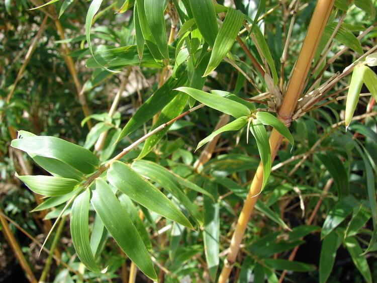 Plant Quiz | Test Knowledge on Trees and Plants of Sri Lanka | Dilmah