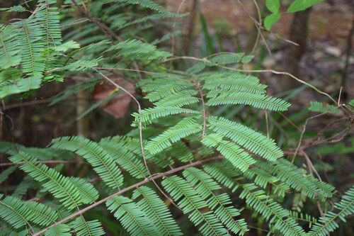 Rata Nelli | Star Gooseberry Tree | Phyllanthus acidus | Trees in Sri Lanka
