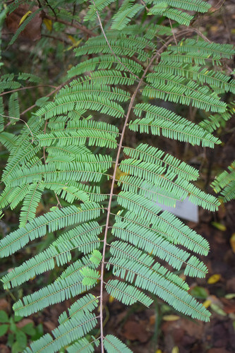 Rata Nelli | Star Gooseberry Tree | Phyllanthus acidus | Trees in Sri Lanka