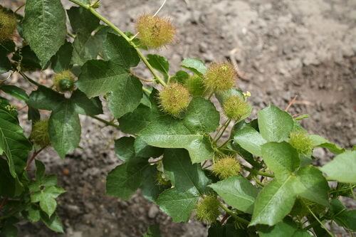 Pada Gedi | Stinking Passion Flower Tree | Passiflora foetida | Trees ...