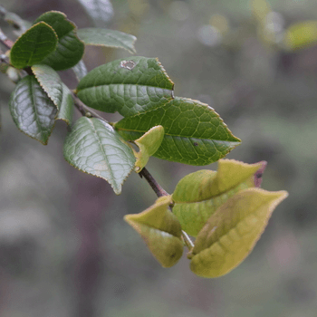 Neya Dassa | Shining Eurya Tree | Eurya nitida | Trees in Sri Lanka