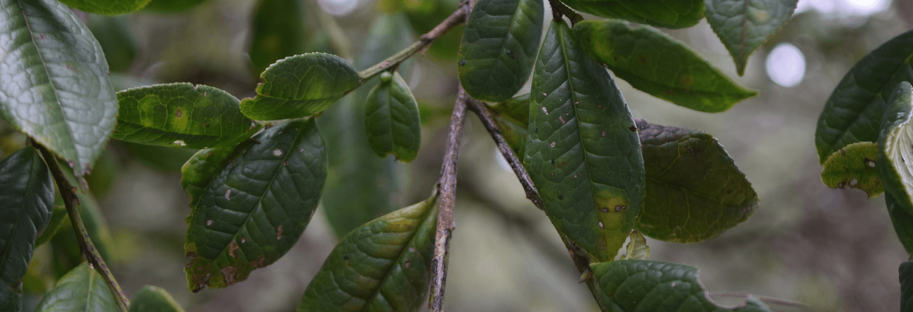 Neya Dassa | Shining Eurya Tree | Eurya nitida | Trees in Sri Lanka