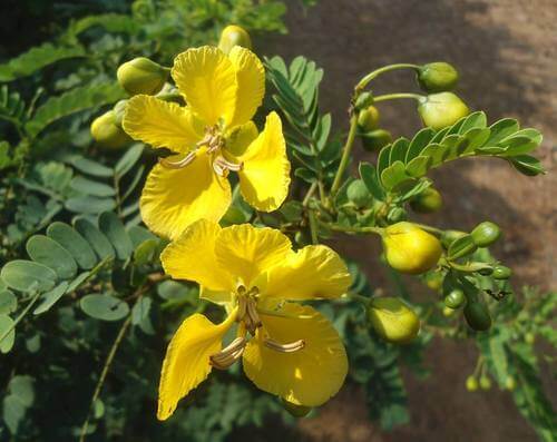 Ranawara | Tanner's cassia Tree | Senna auriculata | Trees in Sri Lanka