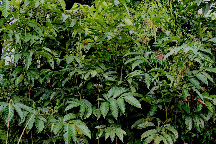 Plant Quiz | Test Knowledge on Trees and Plants of Sri Lanka | Dilmah