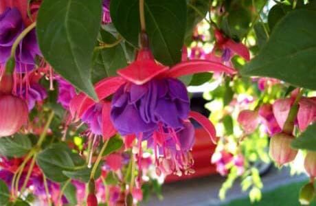 Pol Hunna | Kekiriwara Tree | Axinandra zeylanica | Trees in Sri Lanka