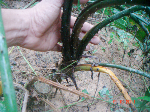 Kohila | Lasia Tree | Lasia spinosa | Trees in Sri Lanka