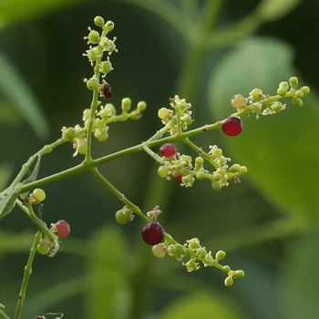 Maliththa | Mustard Tree | Salvadora persica | Trees in Sri Lanka