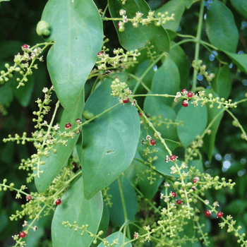 Maliththa | Mustard Tree | Salvadora persica | Trees in Sri Lanka