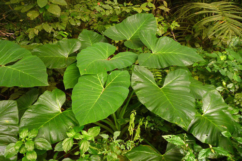 Habarala | Giant Taro Tree | Alocasia macrorrhizos | Trees in Sri Lanka