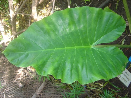 Habarala | Giant Taro Tree | Alocasia macrorrhizos | Trees in Sri Lanka