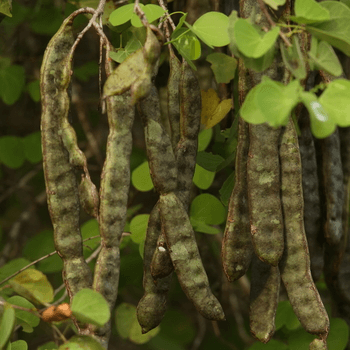 Malla | Bidi Leaf Tree | Bauhinia racemosa | Trees in Sri Lanka