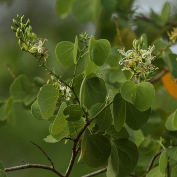 Malla | Bidi Leaf Tree | Bauhinia racemosa | Trees in Sri Lanka