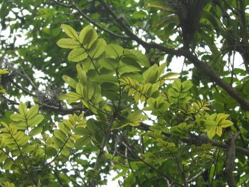 Kudella Gas | African Tulip Tree | Spathodea campanulata | Trees in Sri ...