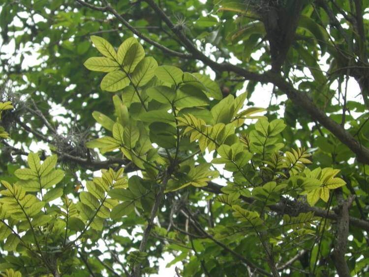 Plant Quiz | Test Knowledge on Trees and Plants of Sri Lanka | Dilmah
