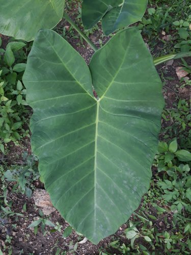 Isuru ala | Trees in Sri Lanka