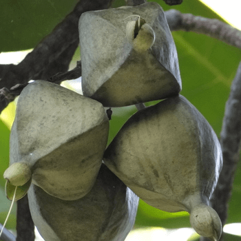 Diya Midella | Poison Fish Tree | Barringtonia asiatica | Trees in Sri ...