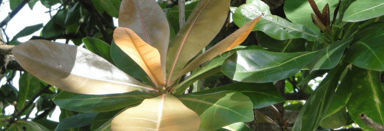 Plant Quiz | Test Knowledge on Trees and Plants of Sri Lanka | Dilmah