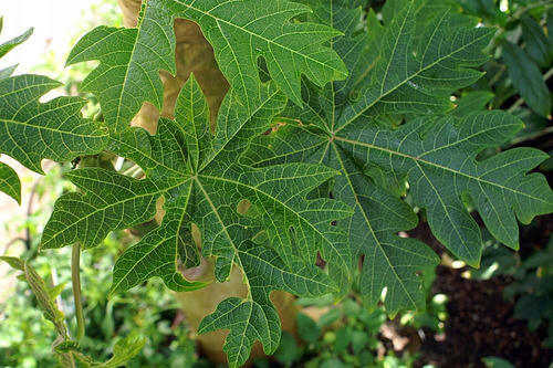 Gas Labu Papol | Papaya Tree | Carica papaya | Trees in Sri Lanka
