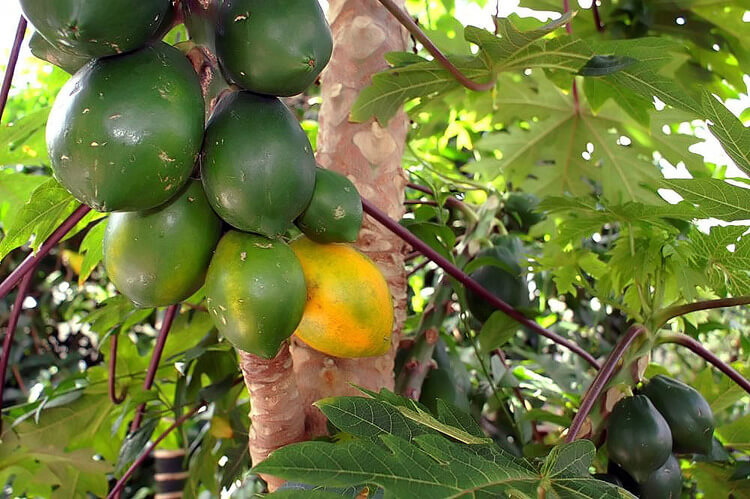 Plant Quiz | Test Knowledge on Trees and Plants of Sri Lanka | Dilmah